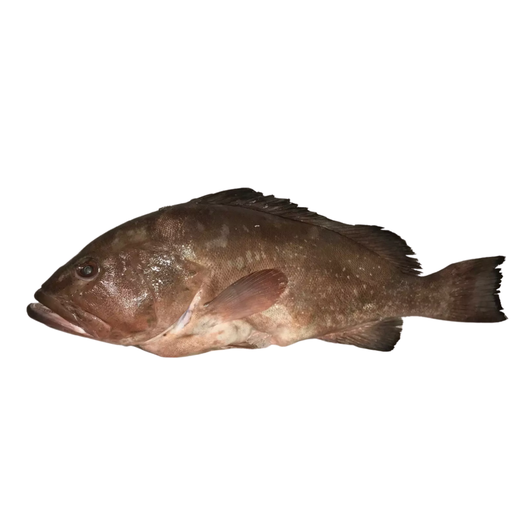 buy fresh fish online – Santa Barbara Fish Market