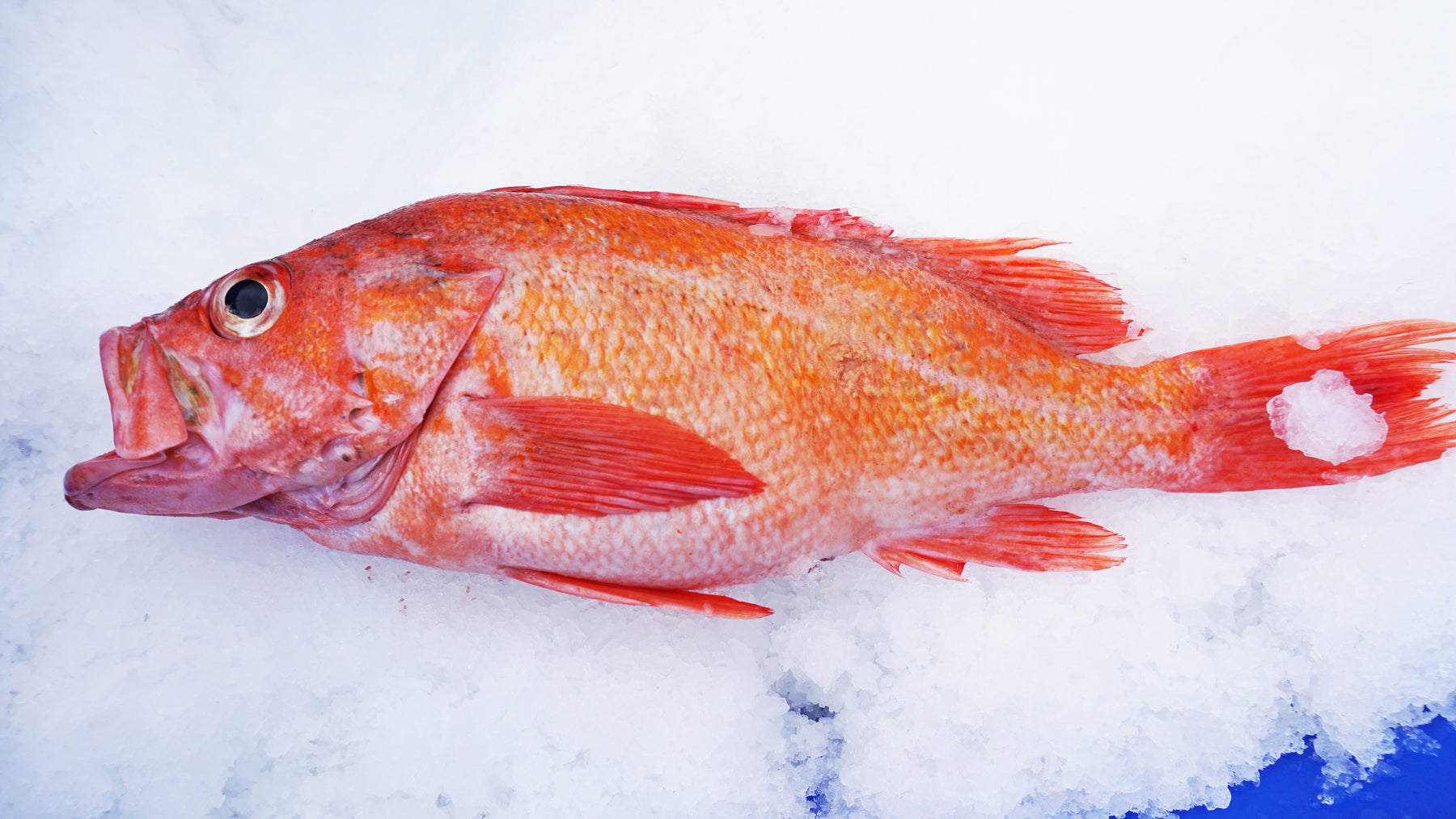 buy fresh fish online – Santa Barbara Fish Market